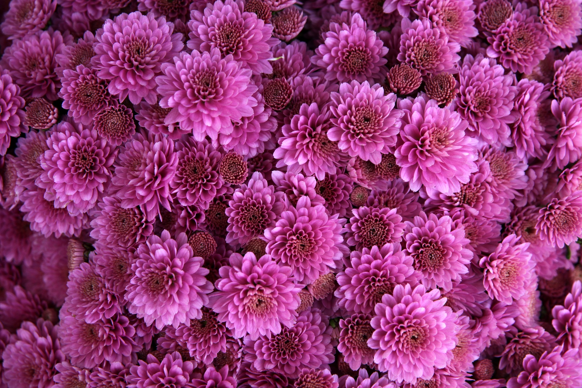 Beste Chrysant Aanbiedingen & Verzorgingstips | GezelligGroen