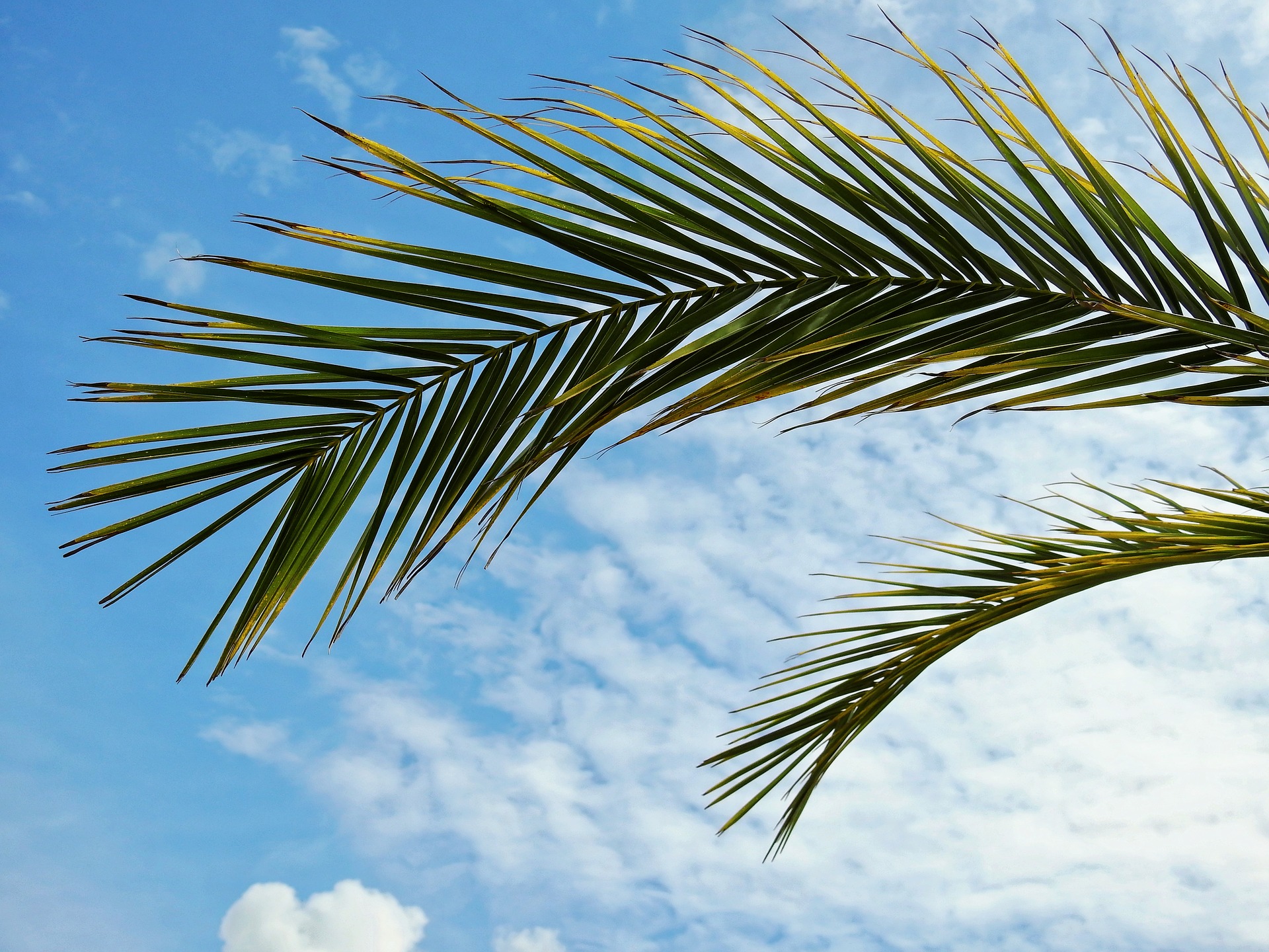 Beste Palm Aanbiedingen & Verzorgingstips | GezelligGroen Beste Palm Aanbiedingen & Verzorgingstips | GezelligGroen