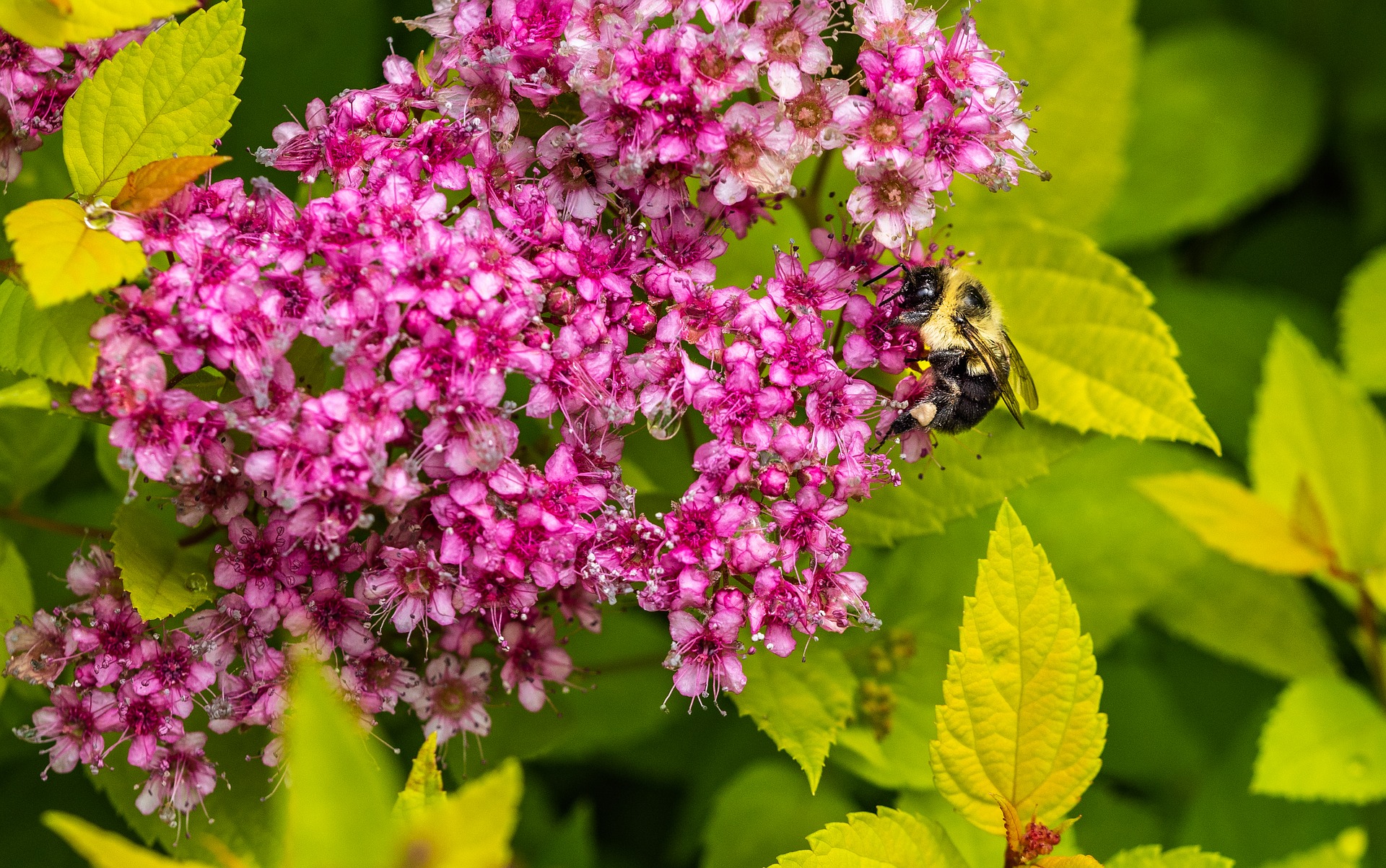 Beste Spirea Aanbiedingen & Verzorgingstips | GezelligGroen