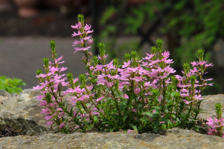 Met deze tips kun je een rotstuin aanleggen | GezelligGroen